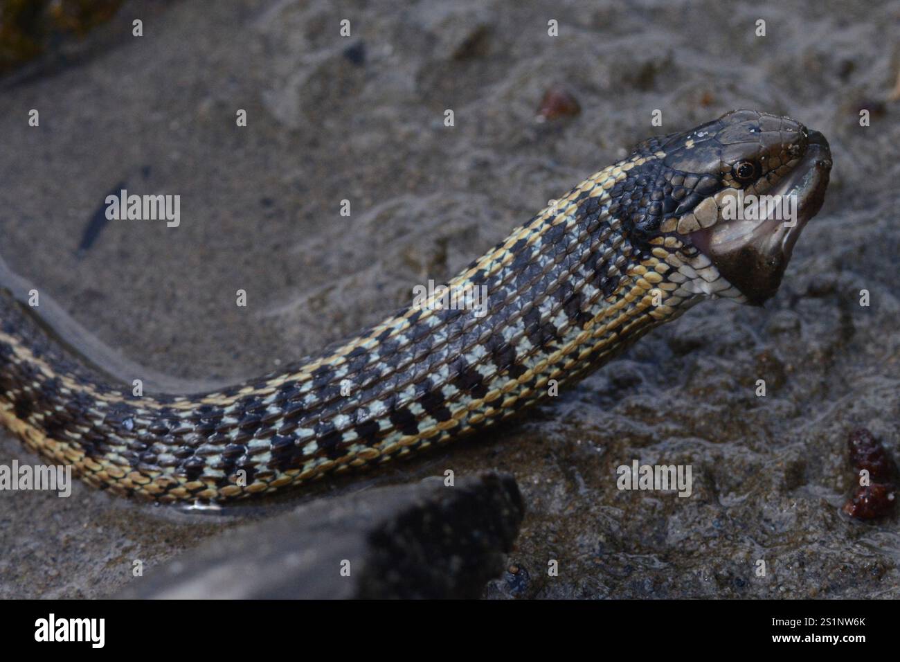 Ray-finned Fishes (Actinopterygii Stock Photo - Alamy