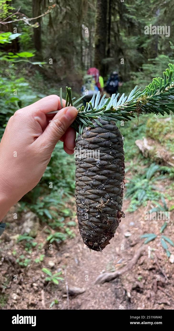 Pacific silver fir (Abies amabilis Stock Photo - Alamy