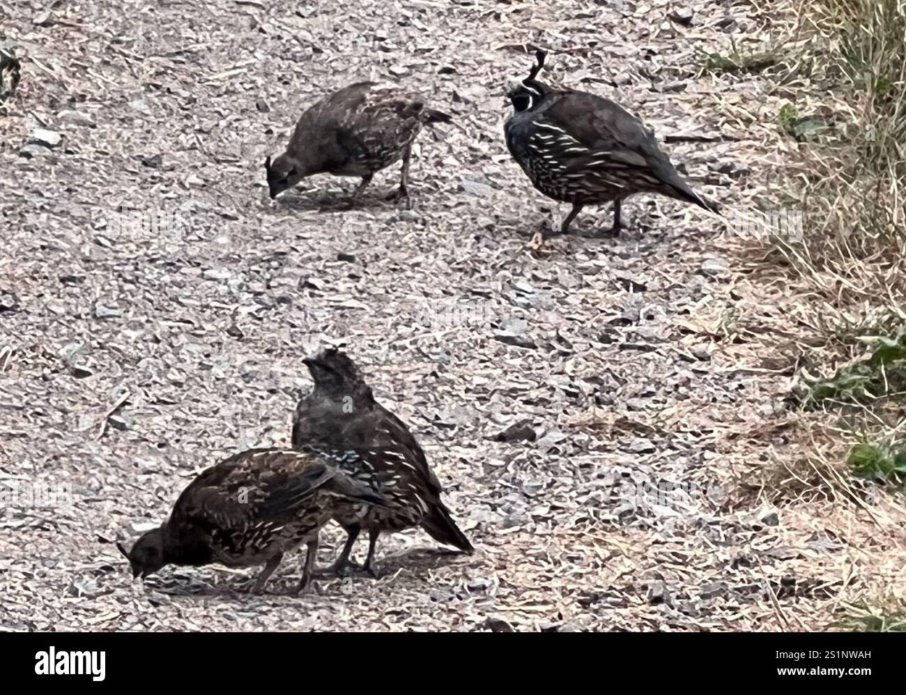 California Quail (Callipepla californica Stock Photo - Alamy