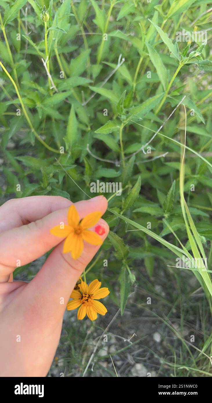 Texas creeping-oxeye (Wedelia hispida Stock Photo - Alamy