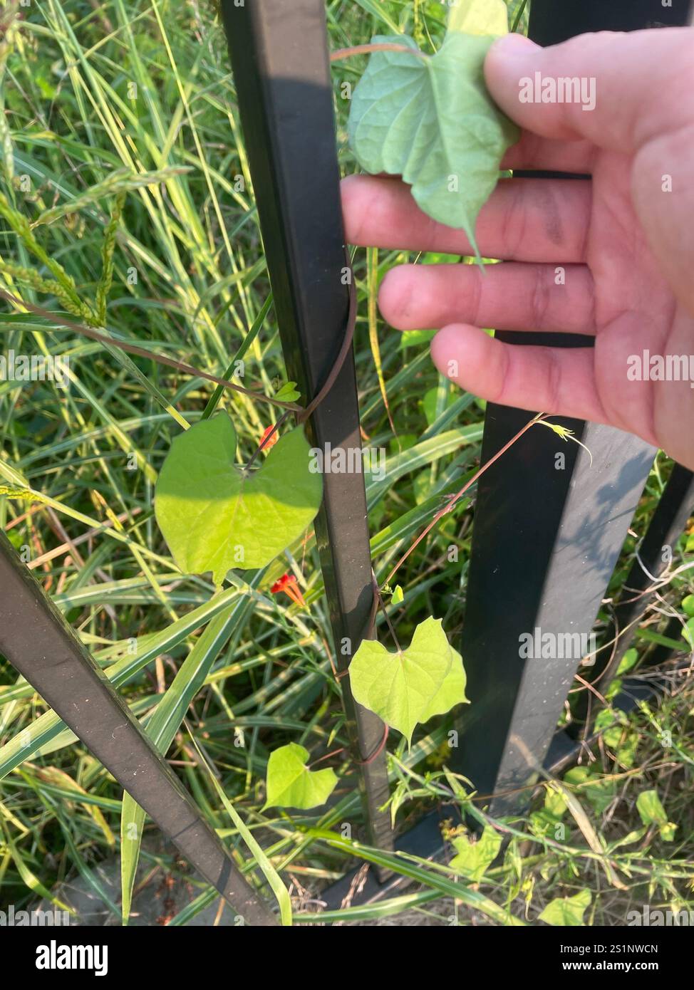 red morning glory (Ipomoea coccinea Stock Photo - Alamy