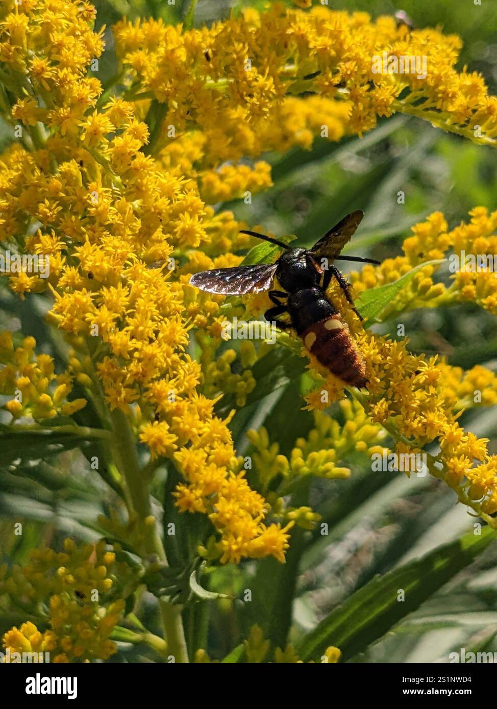 Blue-winged Scoliid Wasp (Scolia dubia Stock Photo - Alamy
