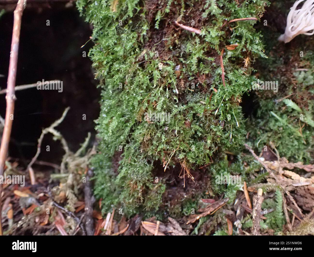 Geniculate Four-tooth Moss (Tetraphis geniculata Stock Photo - Alamy