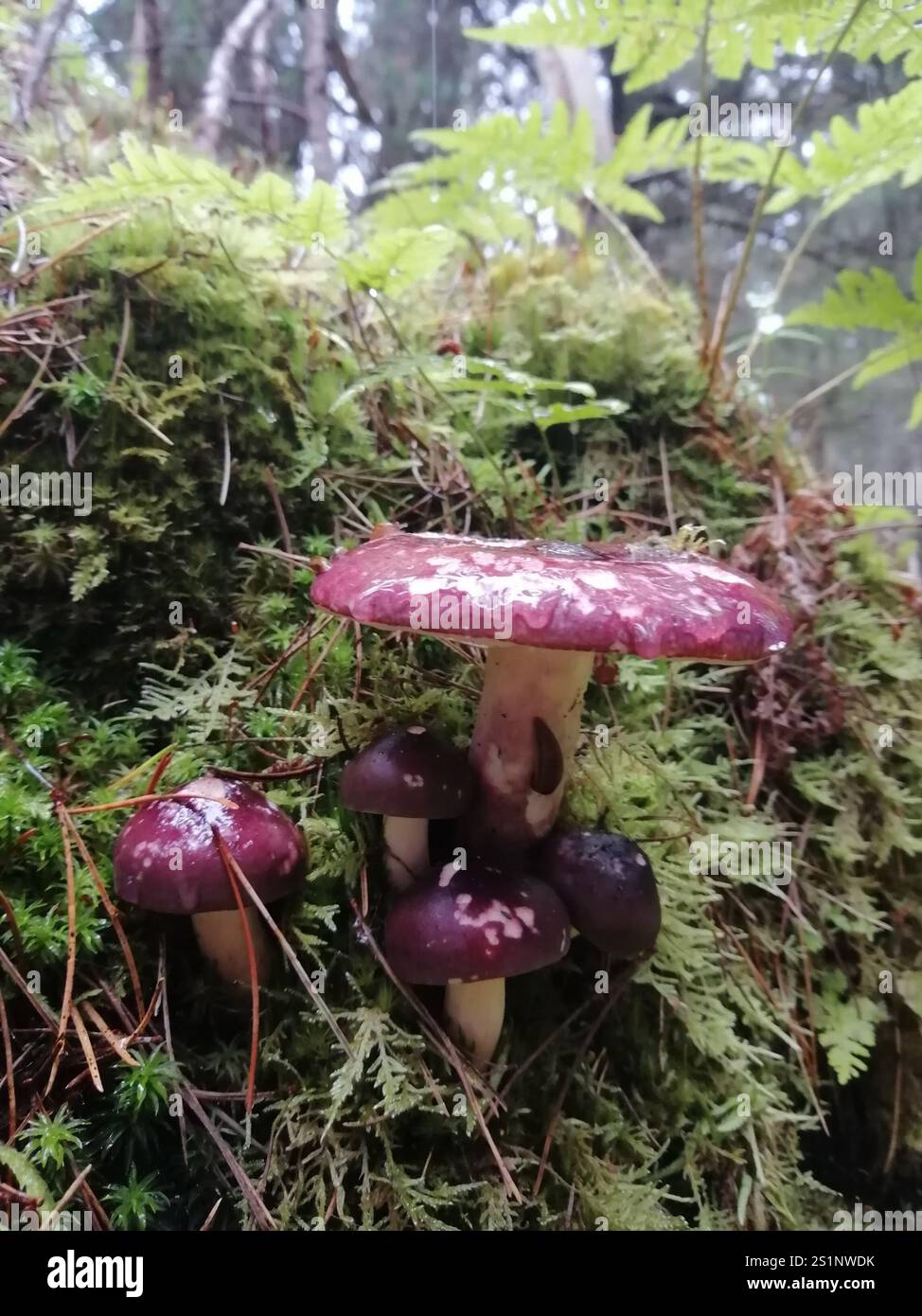 Primrose Brittlegill (Russula sardonia Stock Photo - Alamy