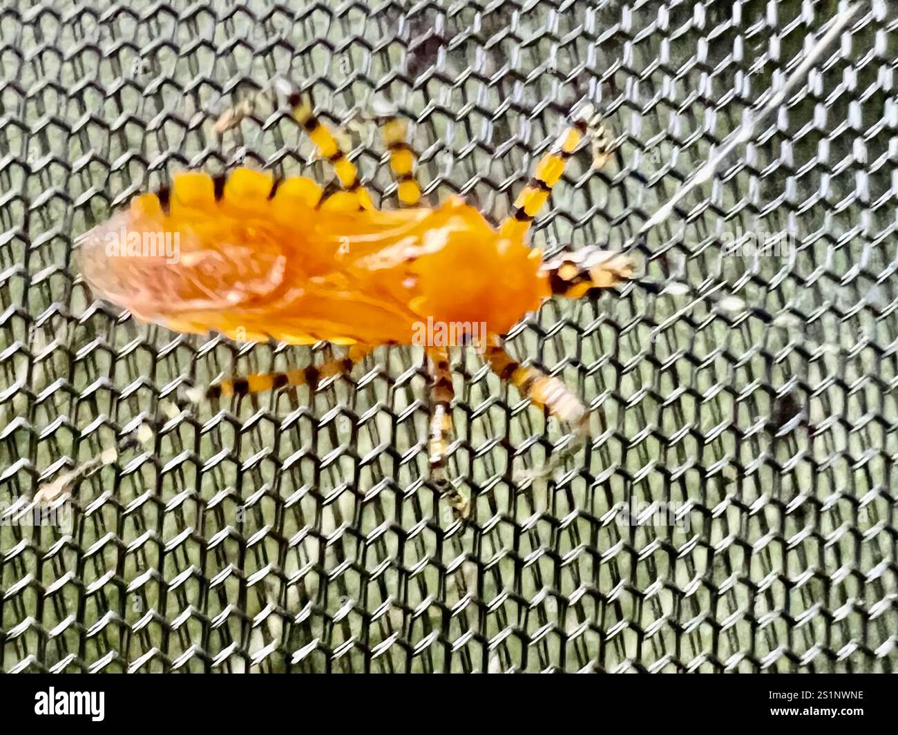 Orange Assassin Bug (Pselliopus barberi Stock Photo - Alamy