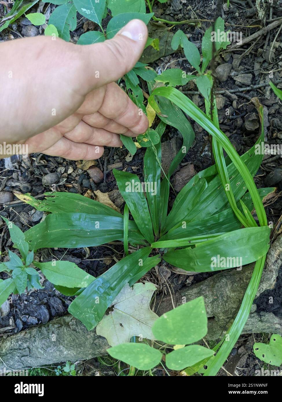White Bear Sedge (Carex albursina Stock Photo - Alamy
