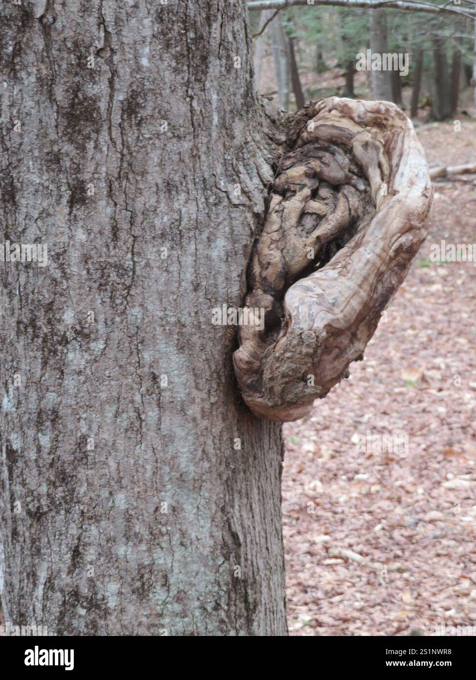 bacterial crown gall (Agrobacterium radiobacter Stock Photo - Alamy