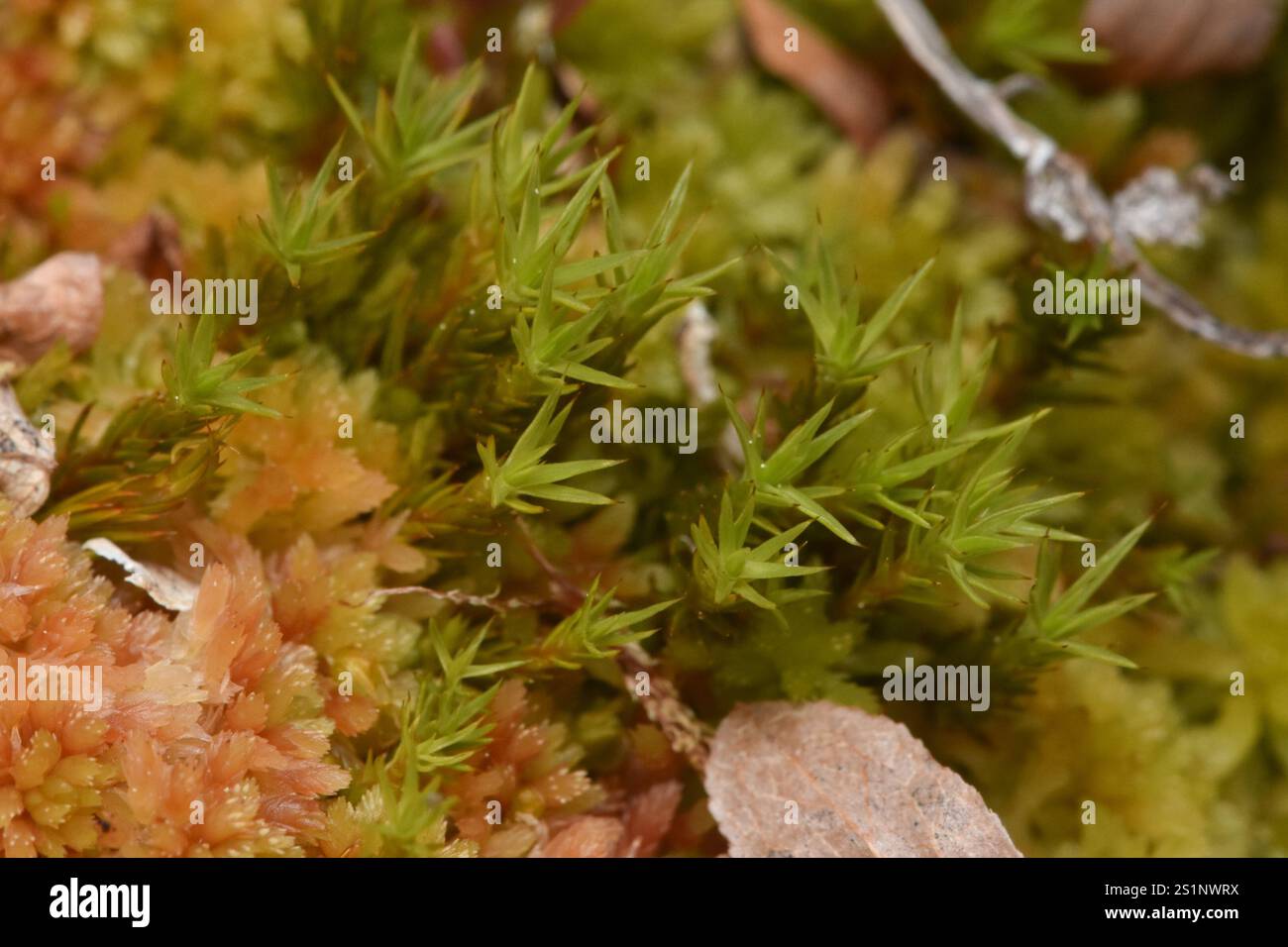 Bog Haircap Moss (Polytrichum strictum Stock Photo - Alamy