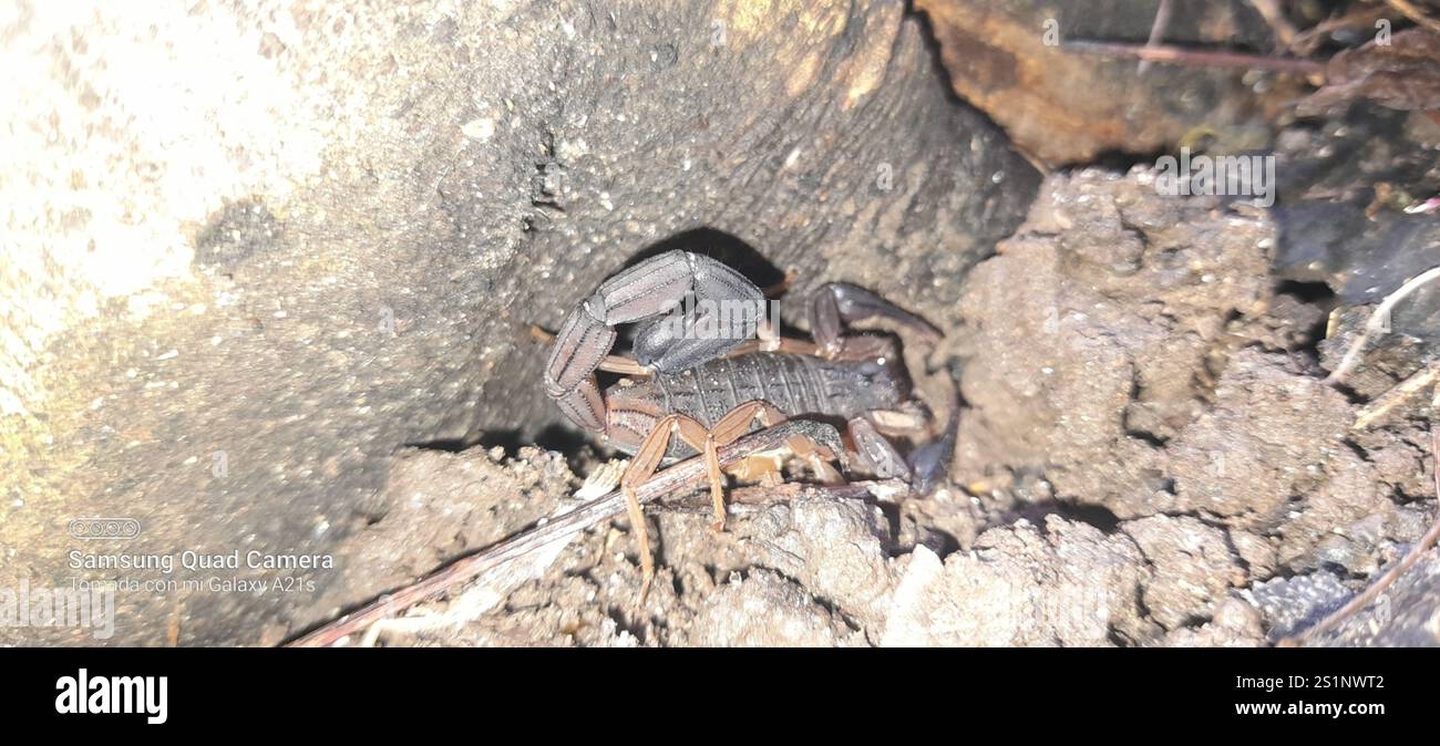 Slender Brown Scorpion (Centruroides gracilis Stock Photo - Alamy