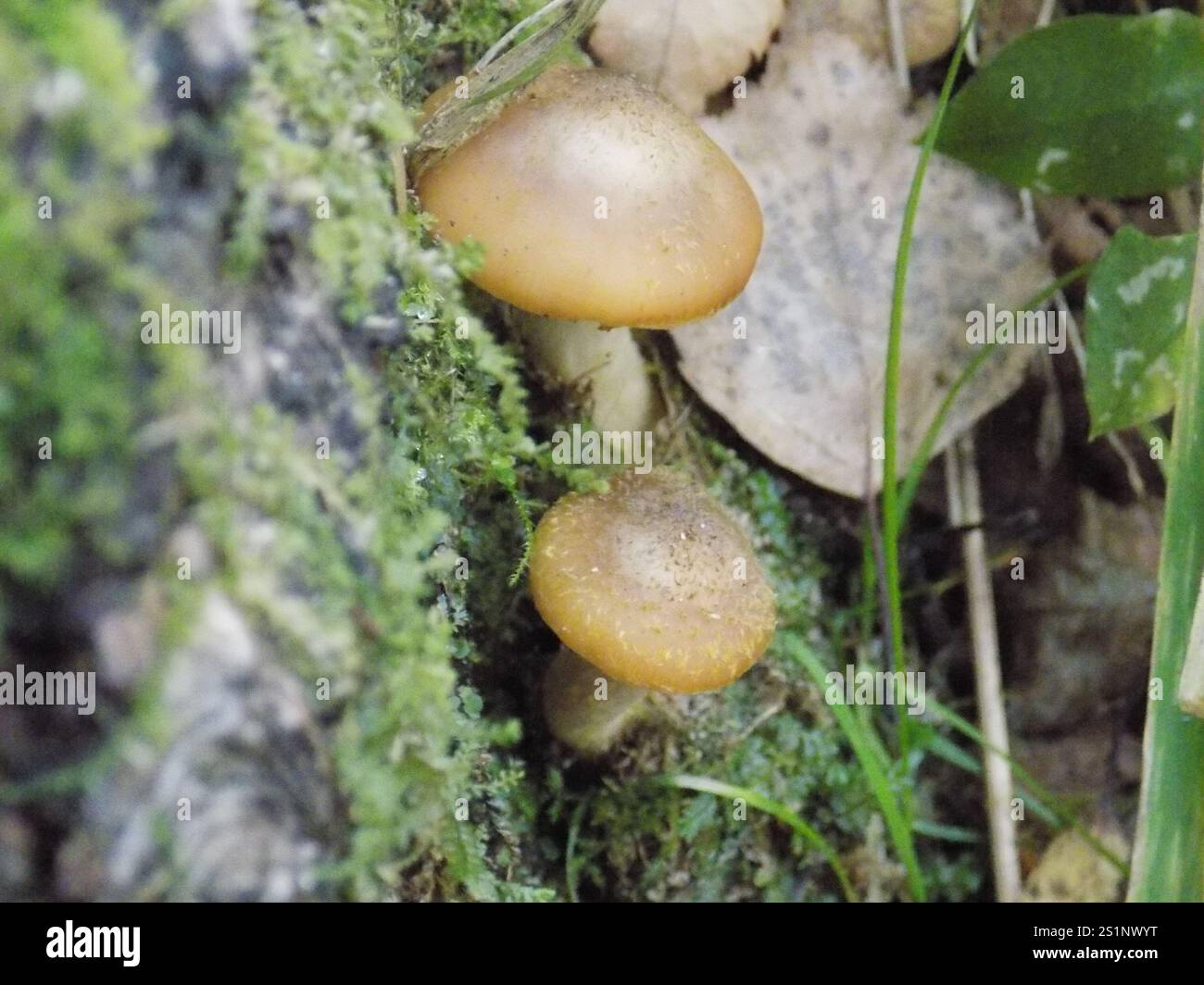 honey mushrooms (Armillaria Stock Photo - Alamy