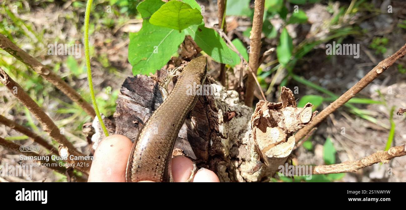 Central American Mabuya (Marisora unimarginata Stock Photo - Alamy