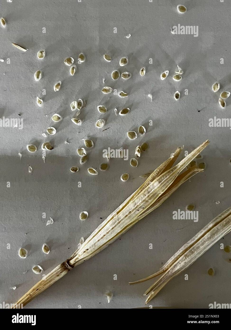 green-band mariposa lily (Calochortus macrocarpus macrocarpus Stock ...