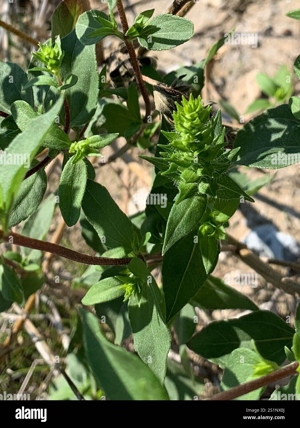 Sumpweed (Iva annua Stock Photo - Alamy