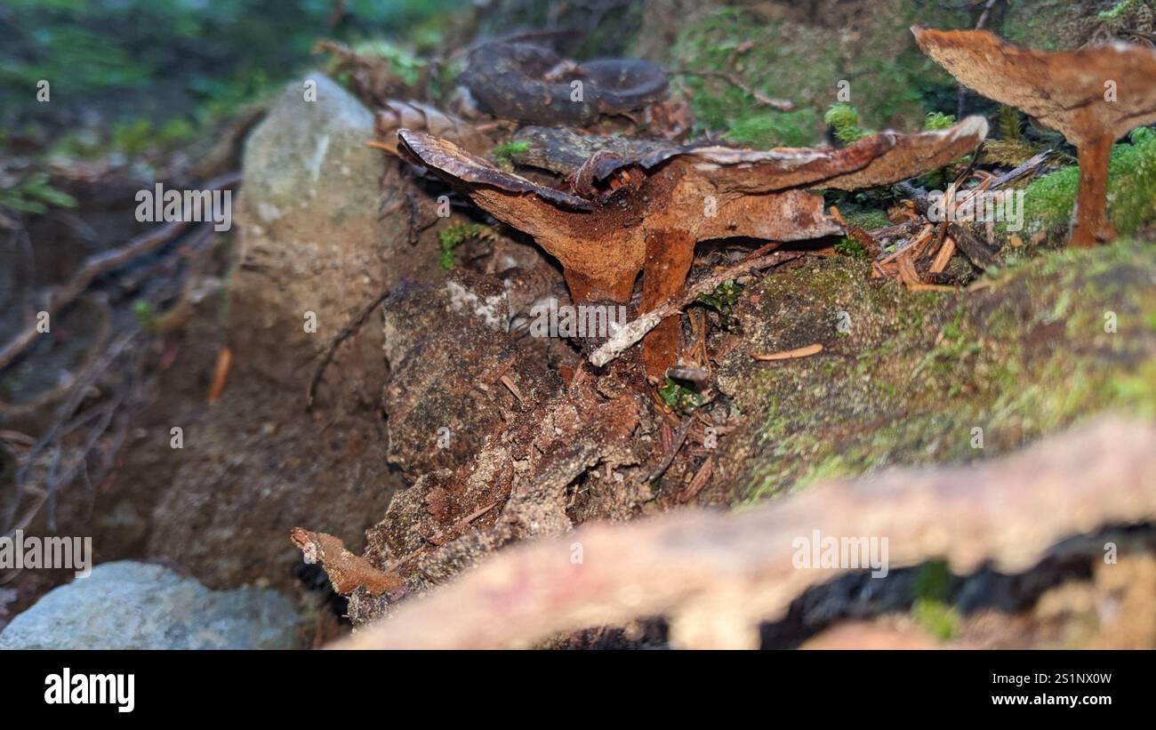 Brown Funnel Polypore (Coltricia perennis Stock Photo - Alamy