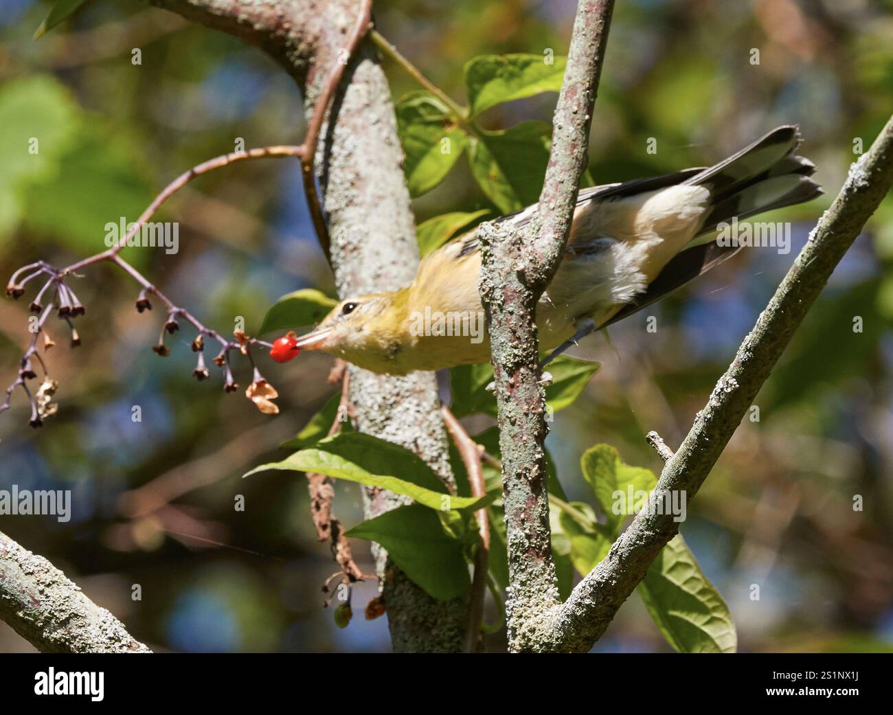 Chestnut-sided Warbler (Setophaga pensylvanica Stock Photo - Alamy