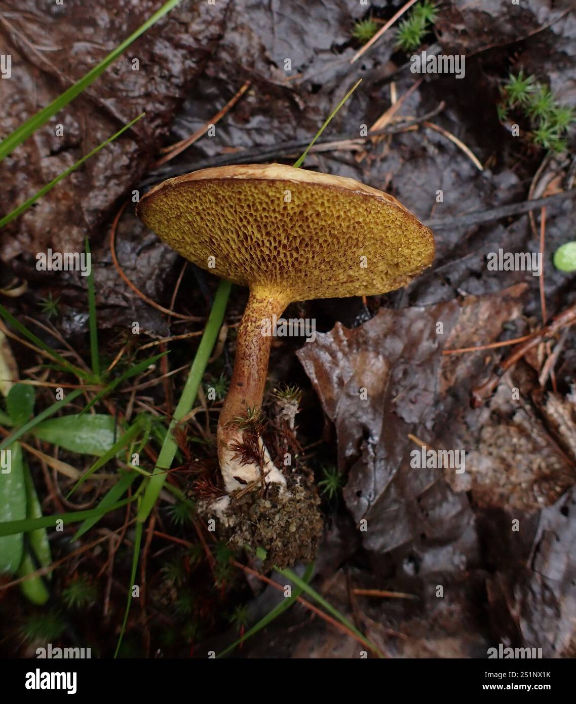 Slippery Jacks (Suillus Stock Photo - Alamy
