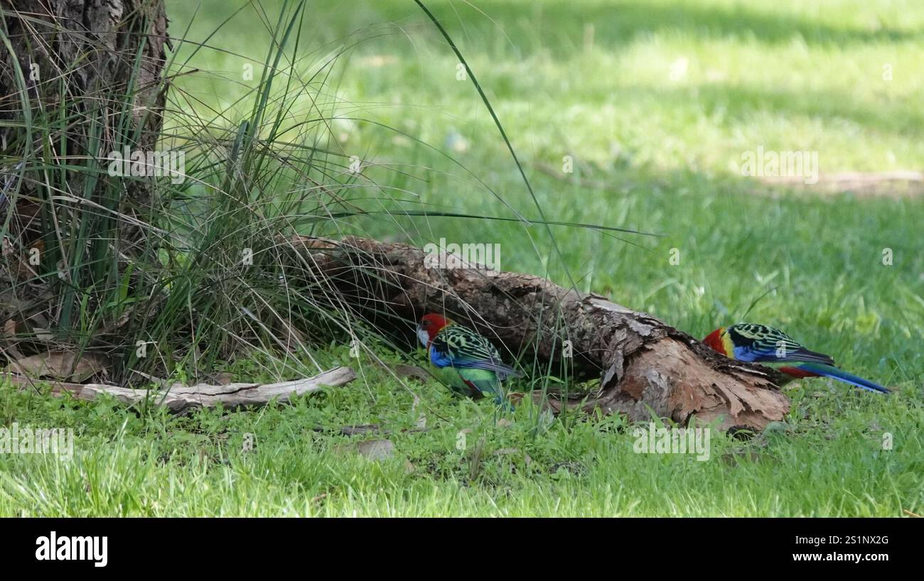 Southeast Eastern Rosella (Platycercus eximius eximius Stock Photo - Alamy