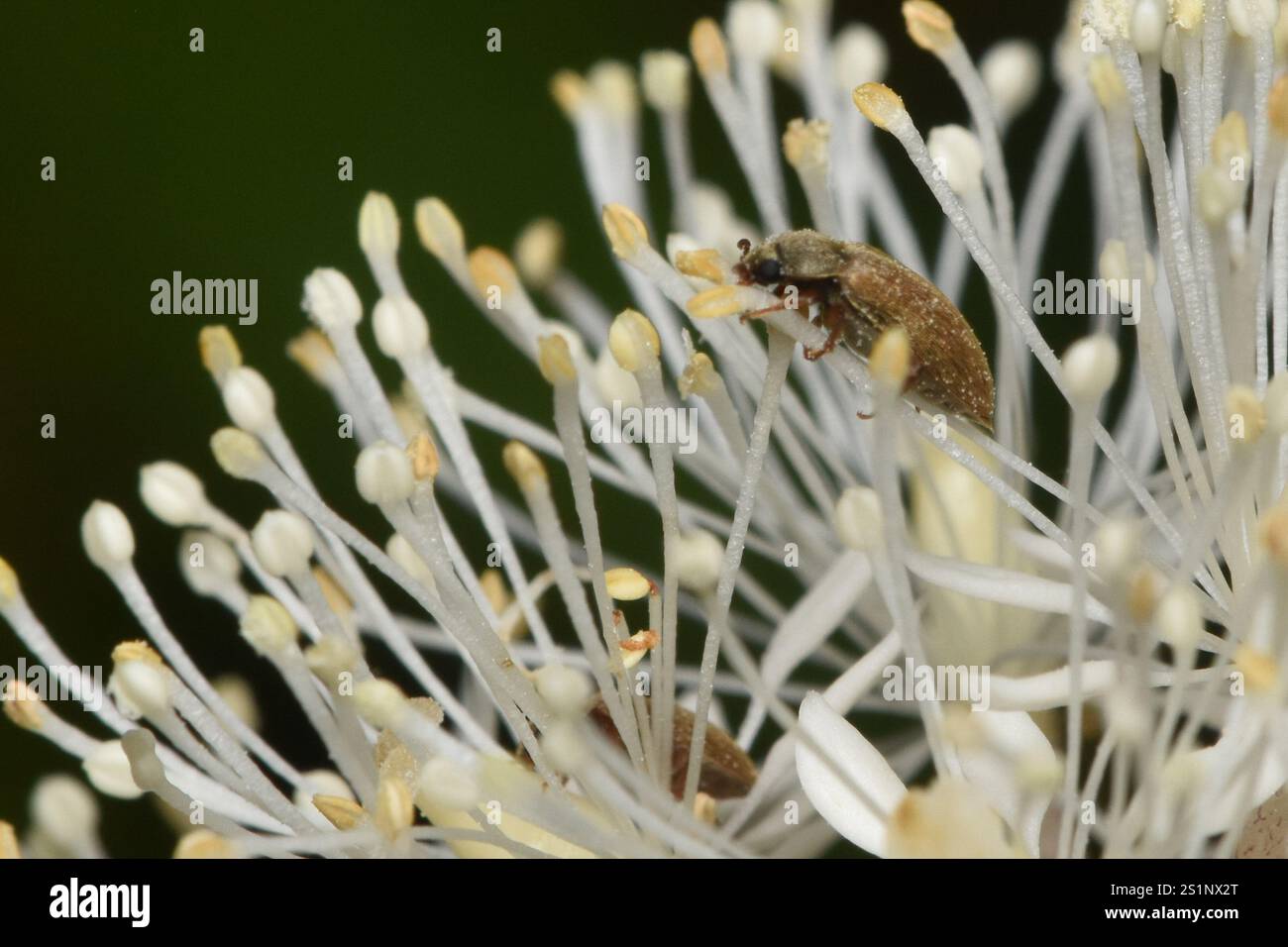 Raspberry Fruitworm Beetle (Byturus unicolor Stock Photo - Alamy