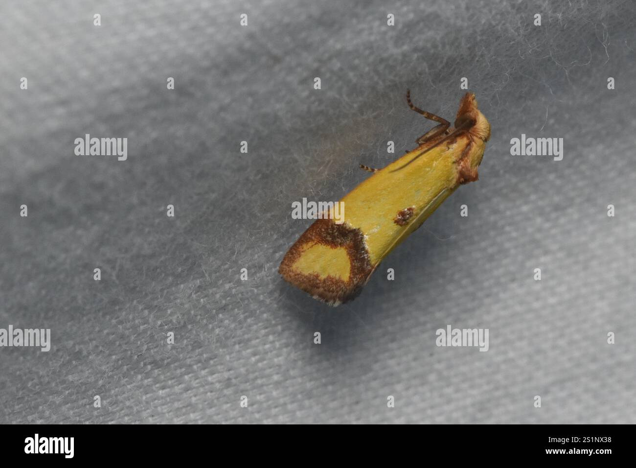 Knapweed Root Moth (Agapeta zoegana Stock Photo - Alamy