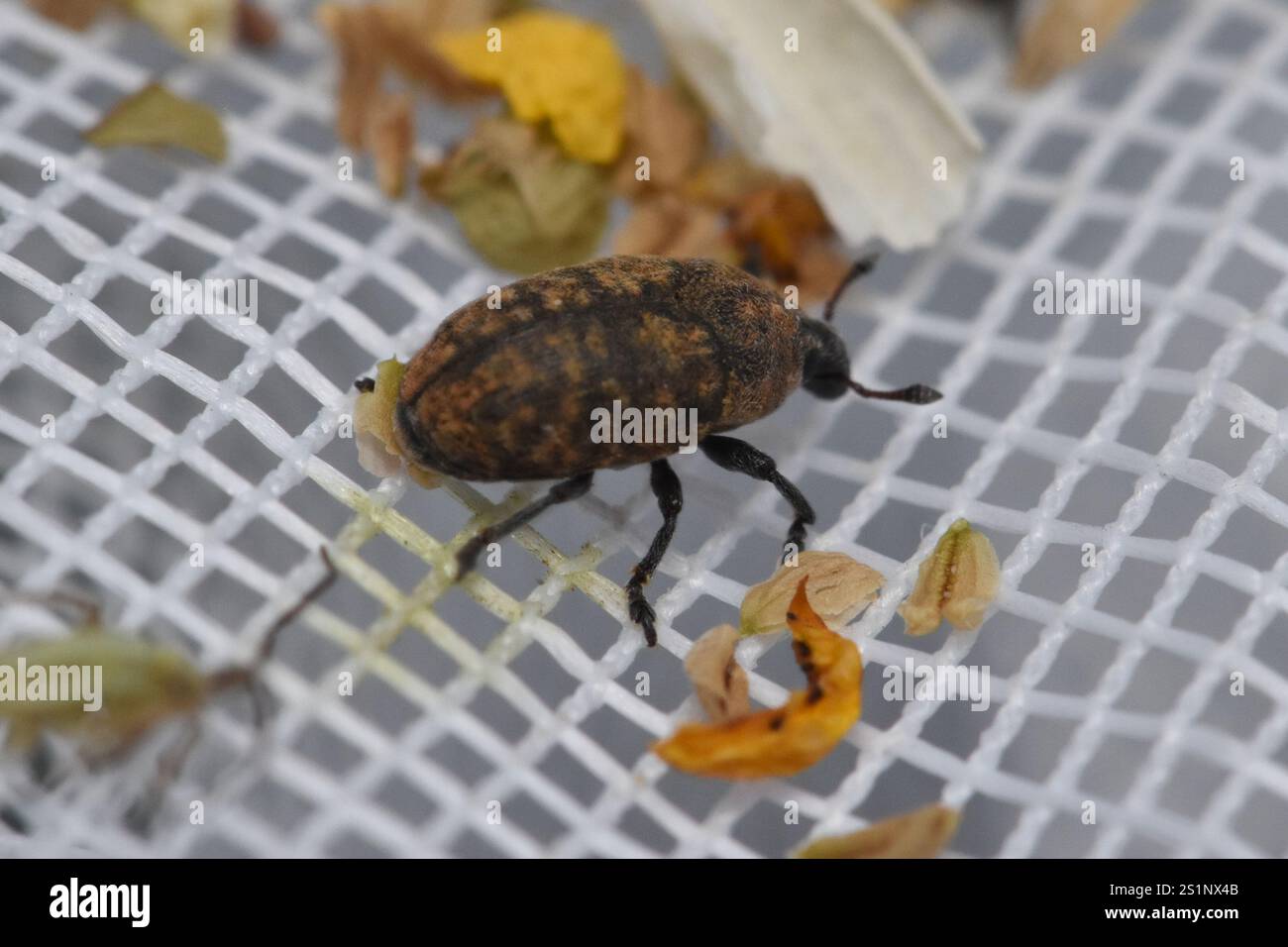 Lesser Knapweed Flower Weevil (Larinus minutus Stock Photo - Alamy