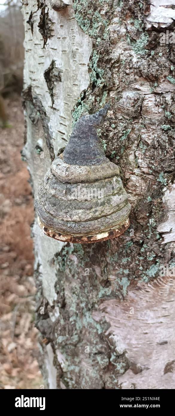 Hoof Fungus (Fomes fomentarius Stock Photo - Alamy