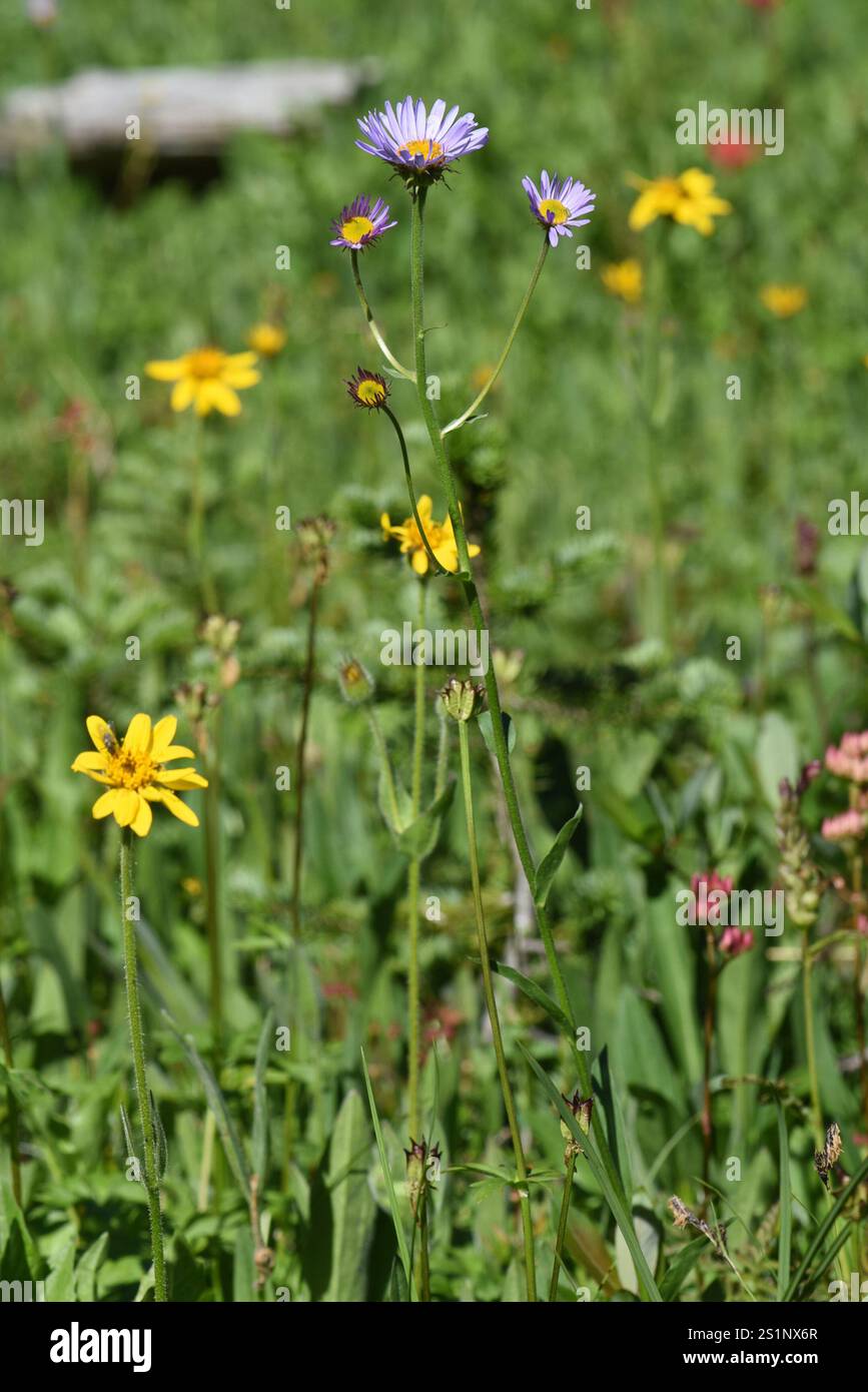 Subalpine Fleabane (Erigeron glacialis Stock Photo - Alamy