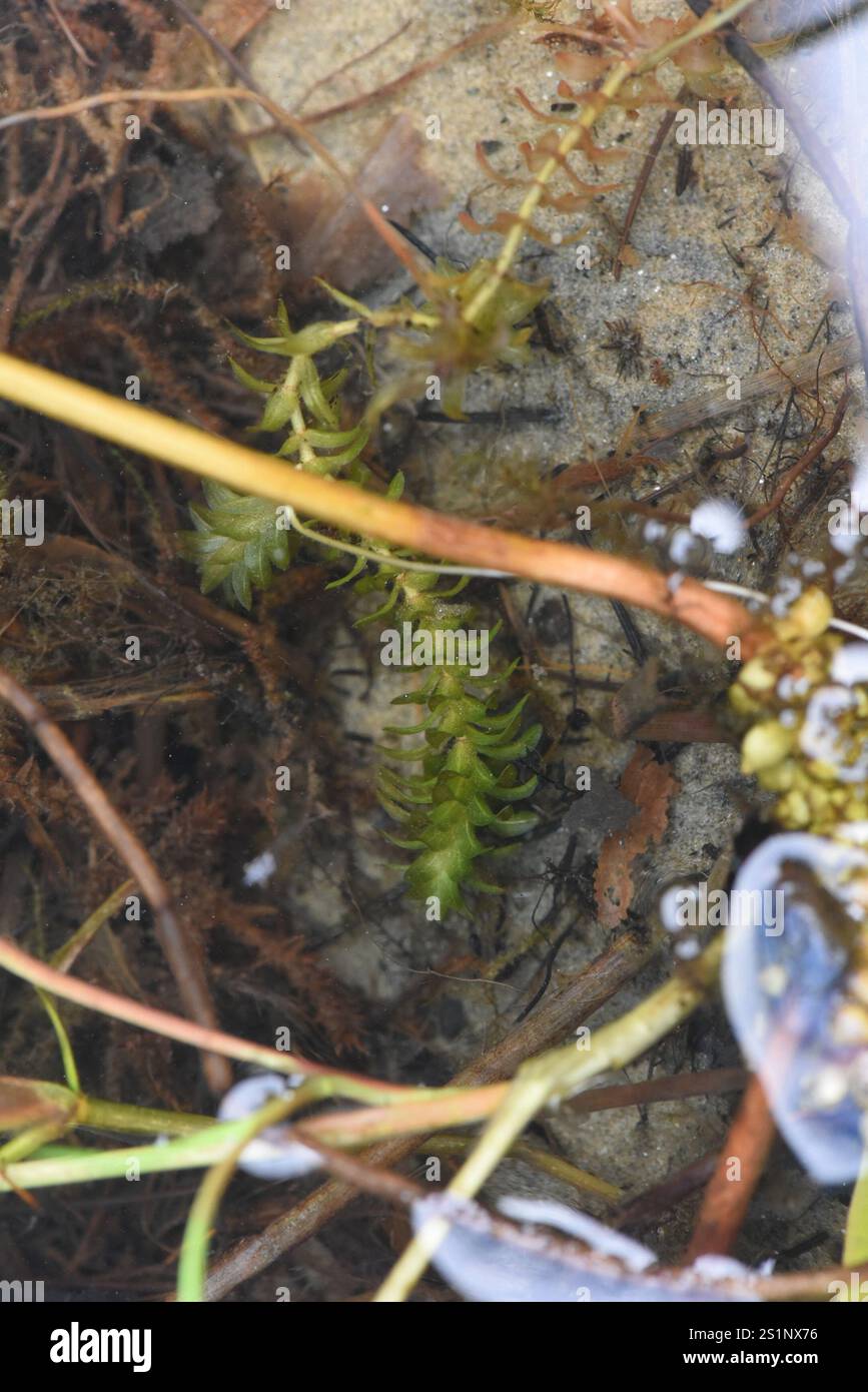 Canadian Waterweed (Elodea canadensis Stock Photo - Alamy