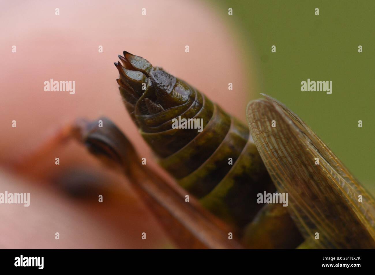 Northern Spur-throat Grasshopper (Melanoplus borealis Stock Photo - Alamy