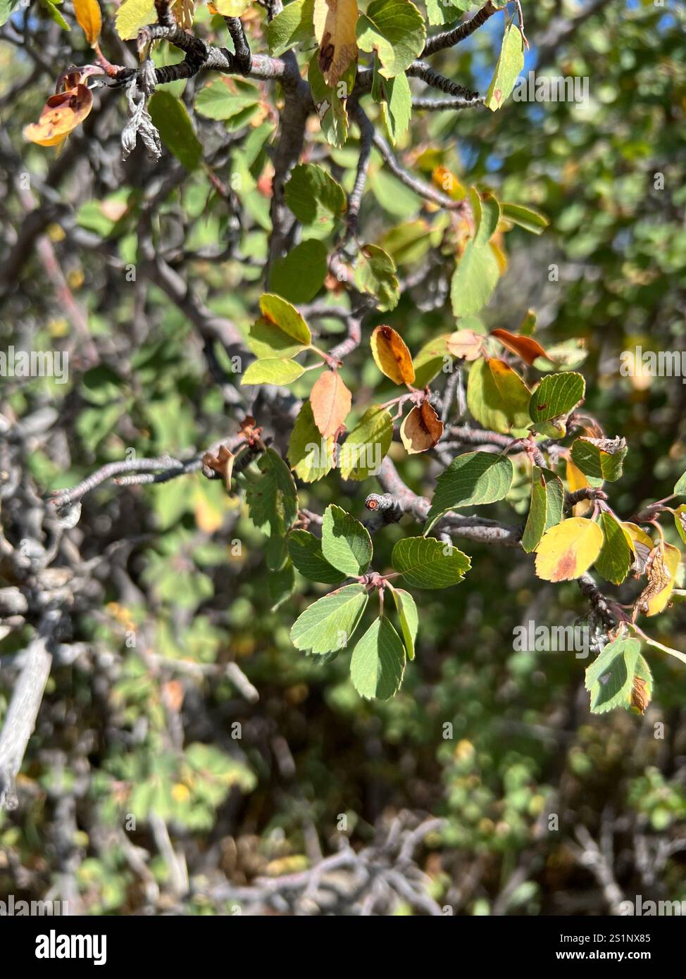 Utah Serviceberry (Amelanchier utahensis Stock Photo - Alamy