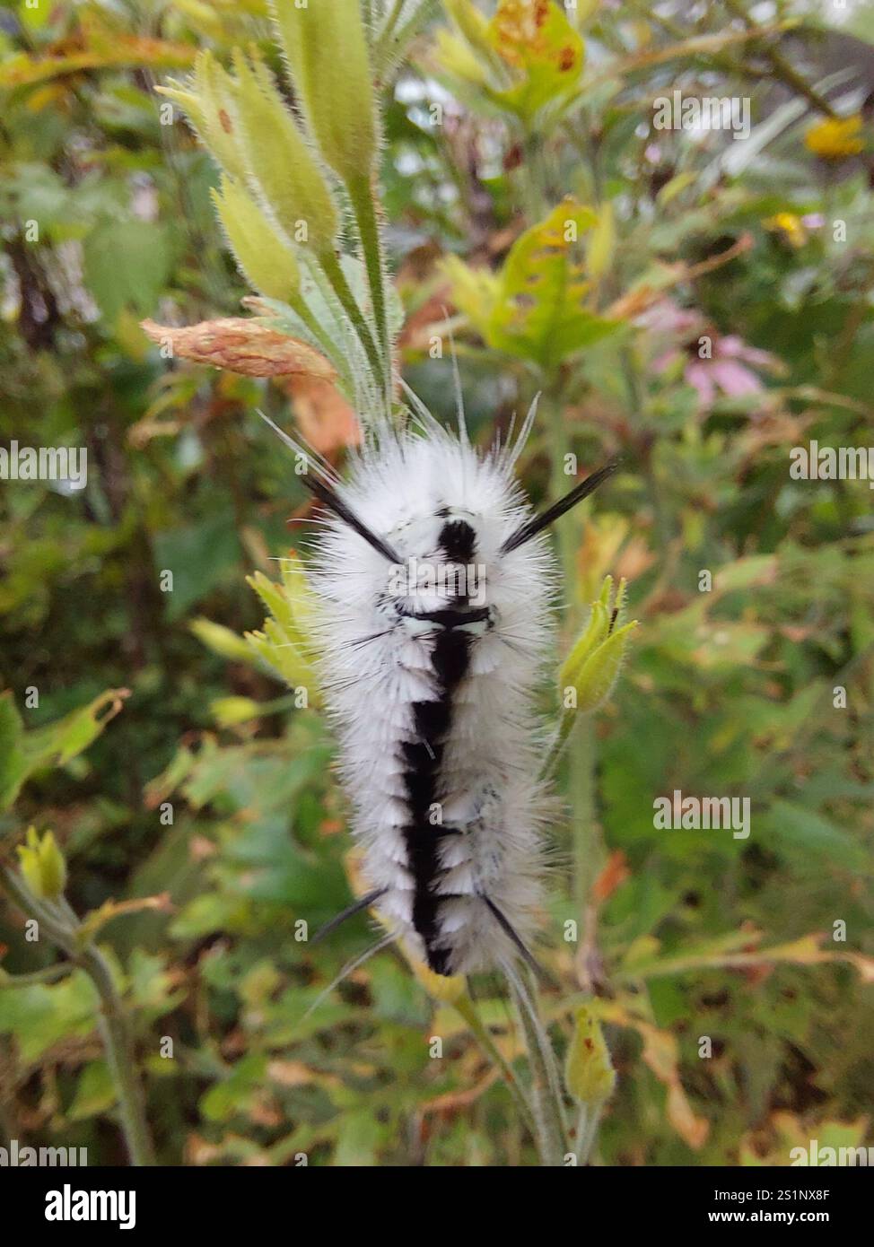 Hickory Tussock Moth (Lophocampa caryae Stock Photo - Alamy