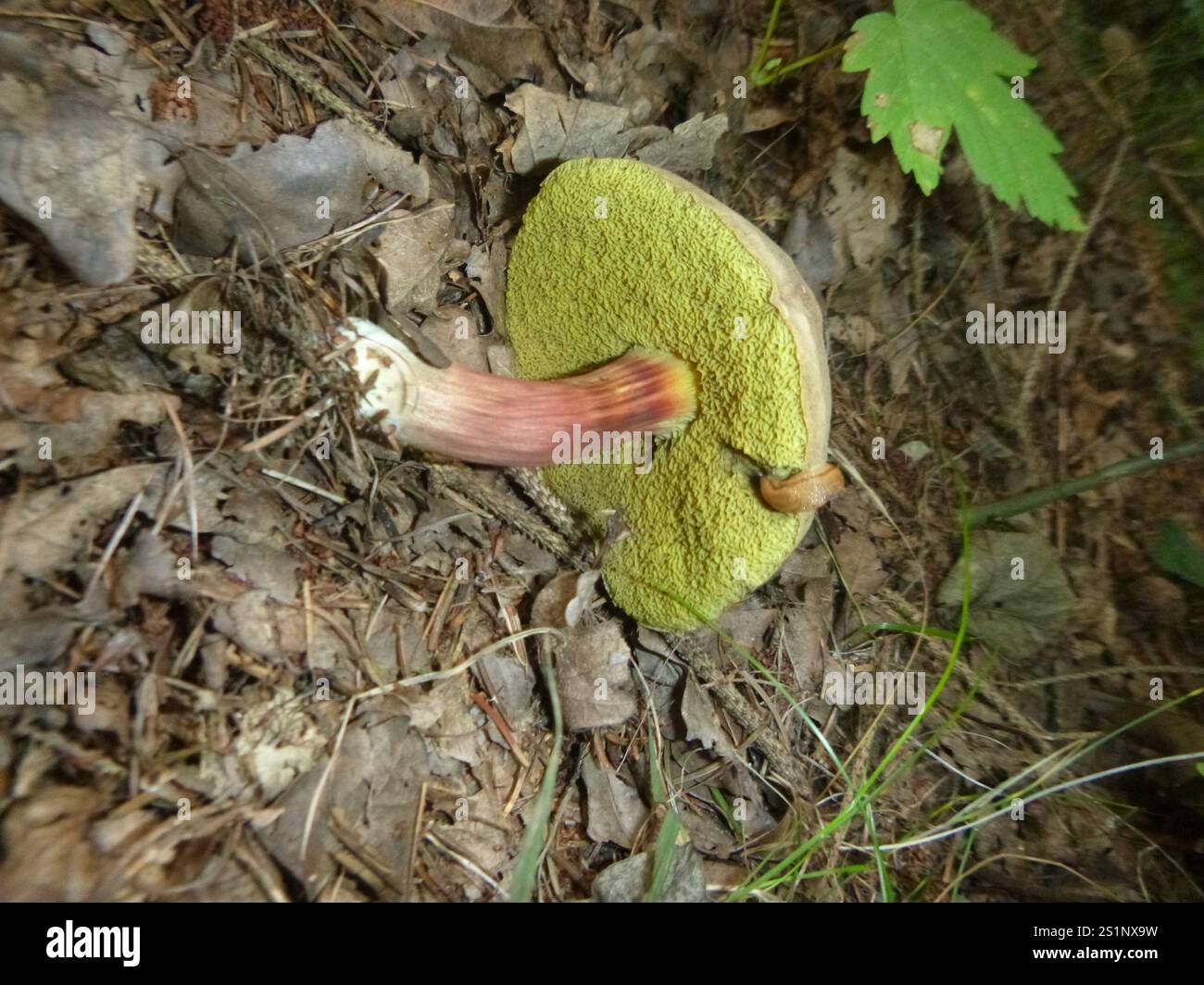 Red-cracking Bolete (Xerocomellus chrysenteron Stock Photo - Alamy