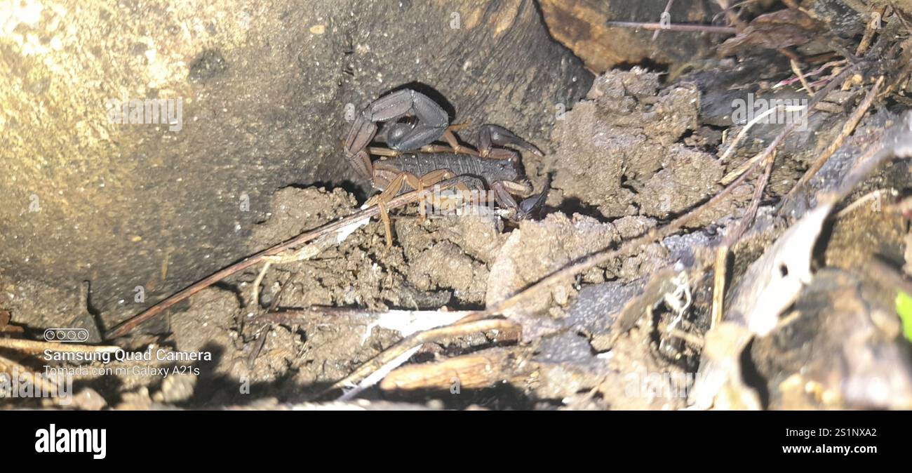 Slender Brown Scorpion (Centruroides gracilis Stock Photo - Alamy