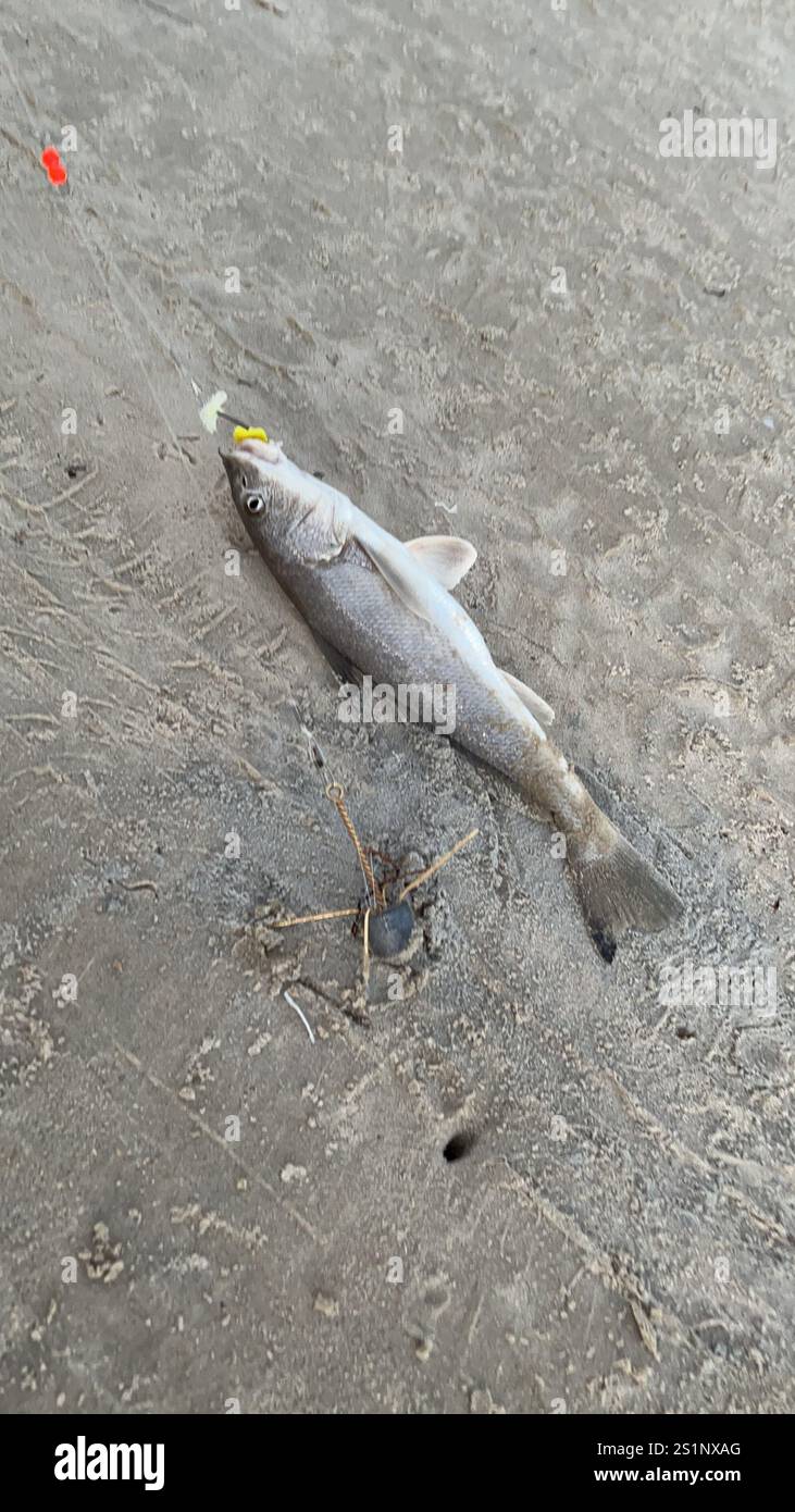 Gulf Kingcroaker (Menticirrhus littoralis Stock Photo - Alamy