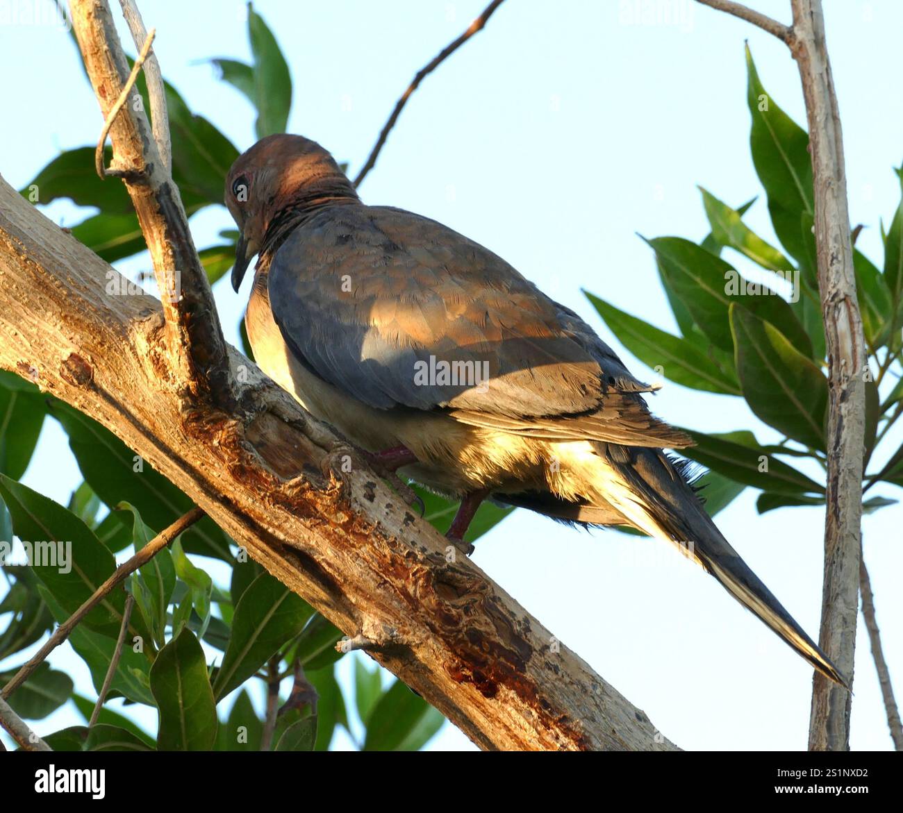 Laughing Dove (Spilopelia senegalensis Stock Photo - Alamy