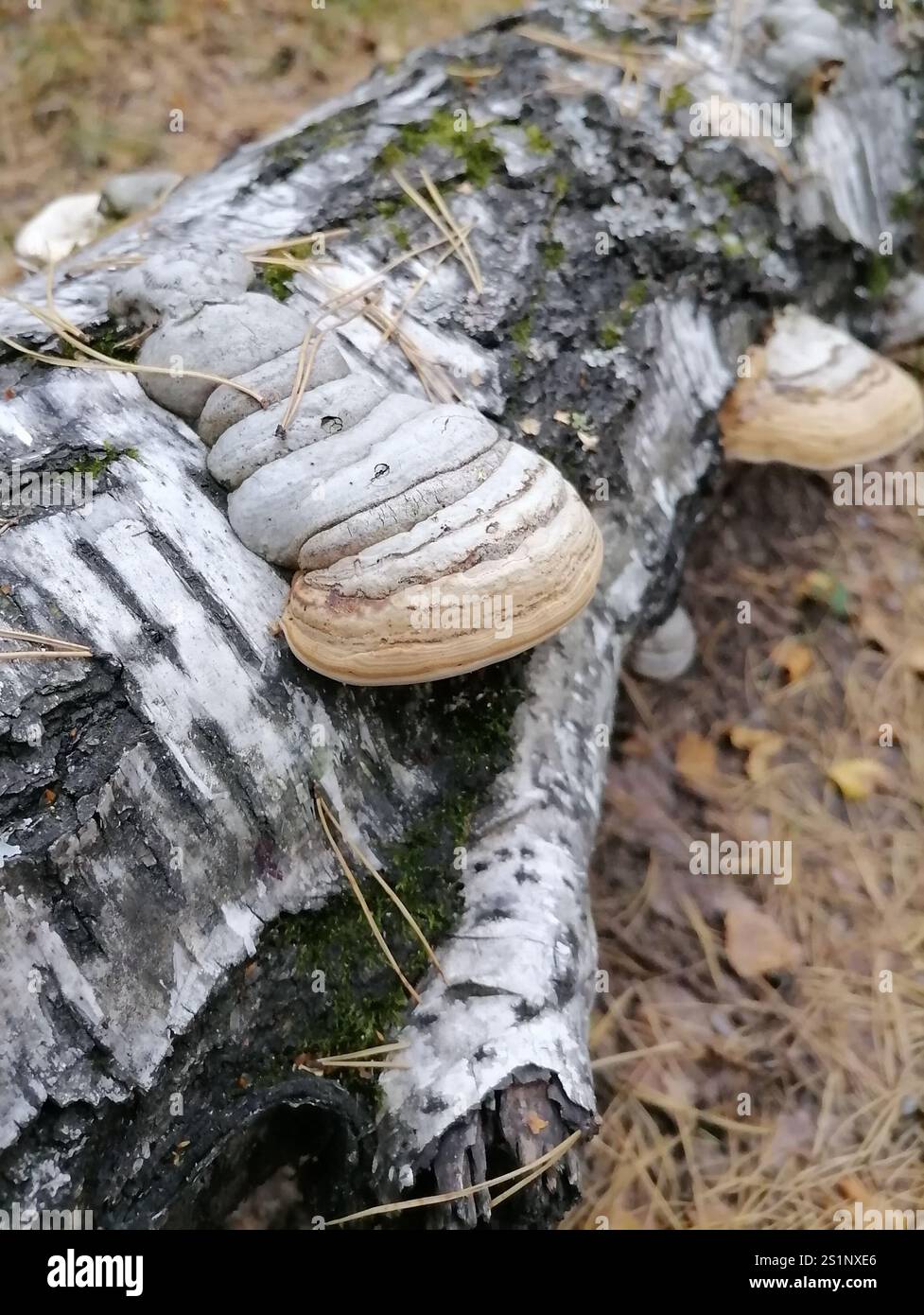 Hoof Fungus (Fomes fomentarius Stock Photo - Alamy