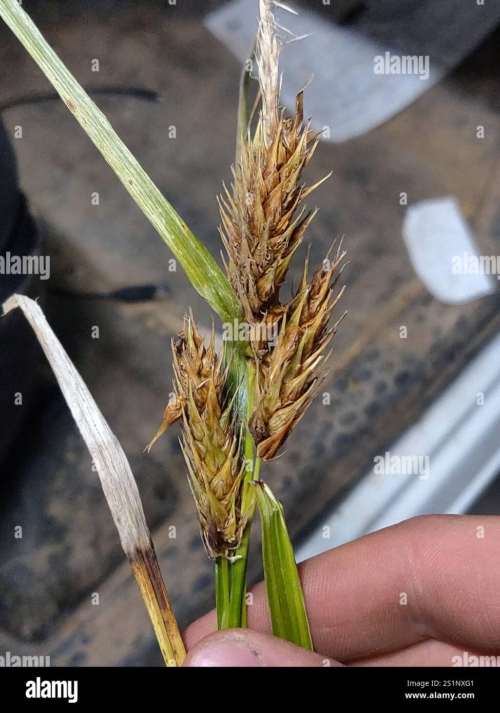 hop sedge (Carex lupulina Stock Photo - Alamy