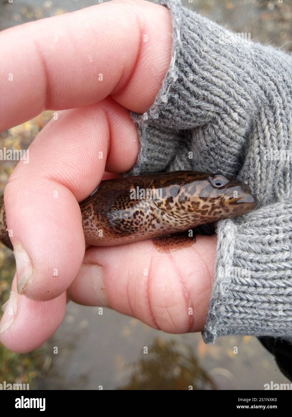 Alaska Blackfish (Dallia pectoralis Stock Photo - Alamy