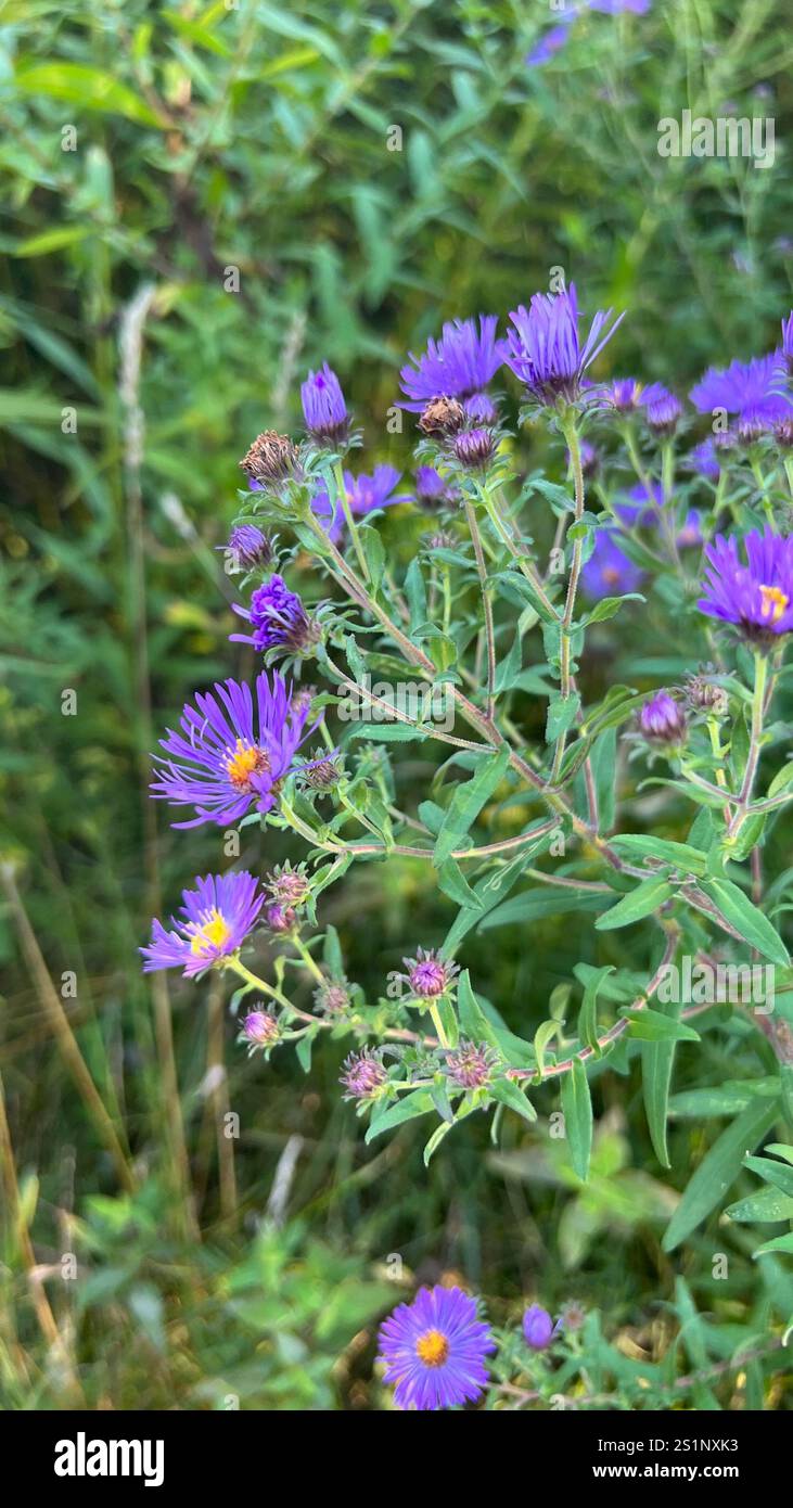 New England aster (Symphyotrichum novae-angliae Stock Photo - Alamy