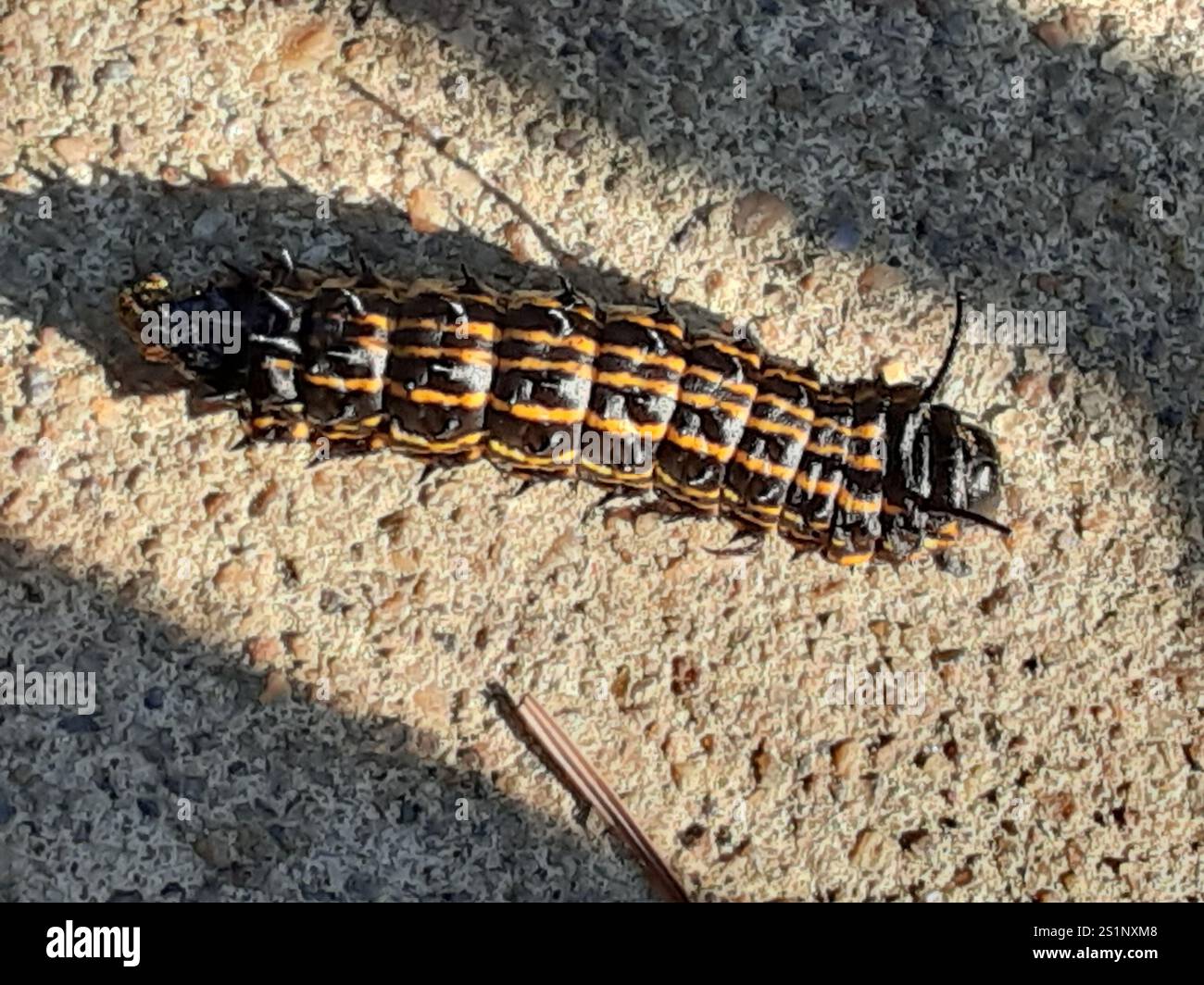 Orange-tipped Oakworm Moth (Anisota senatoria Stock Photo - Alamy