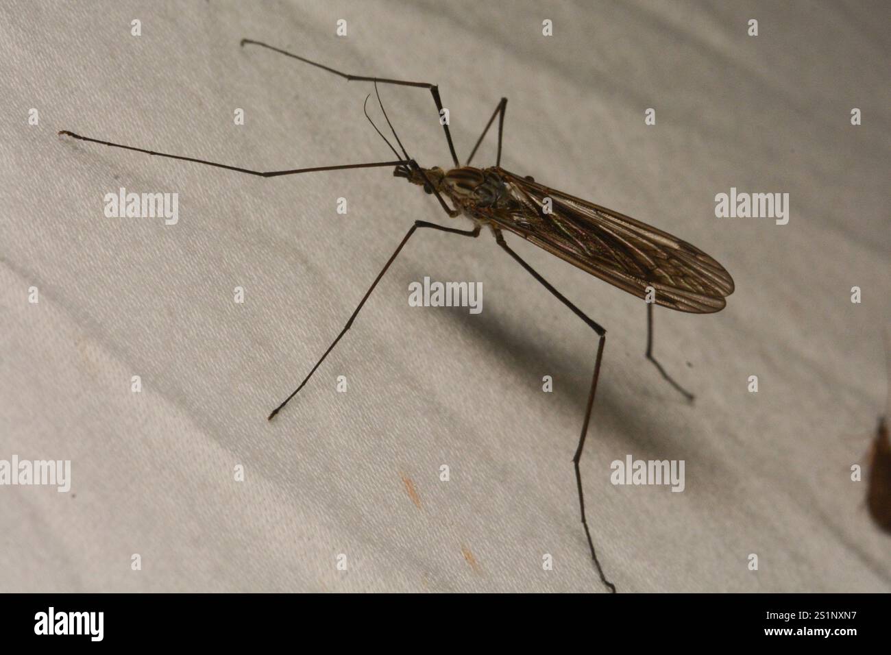 Typical Crane Flies (Tipuloidea Stock Photo - Alamy