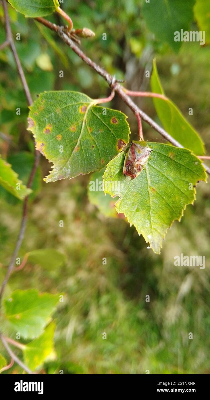 Birch Shield Bug (Elasmostethus interstinctus Stock Photo - Alamy