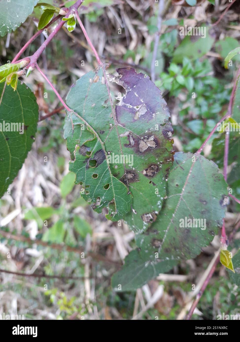 Aristotelia chilensis hi-res stock photography and images - Alamy