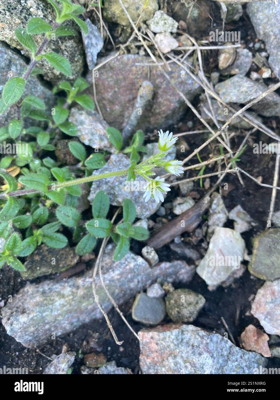 Common mouse-ear chickweed (Cerastium fontanum Stock Photo - Alamy