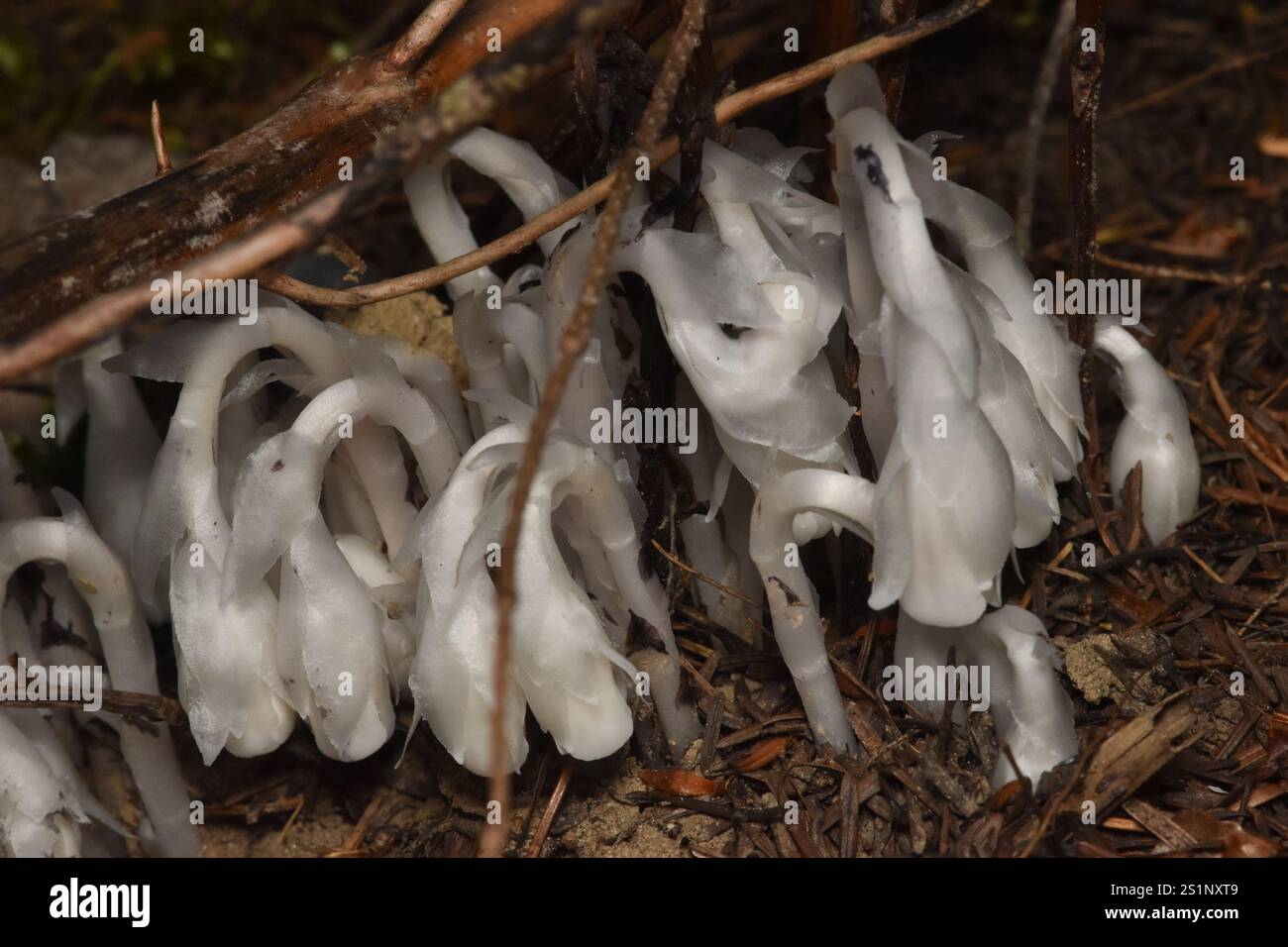 Ghost Pipe (Monotropa uniflora Stock Photo - Alamy