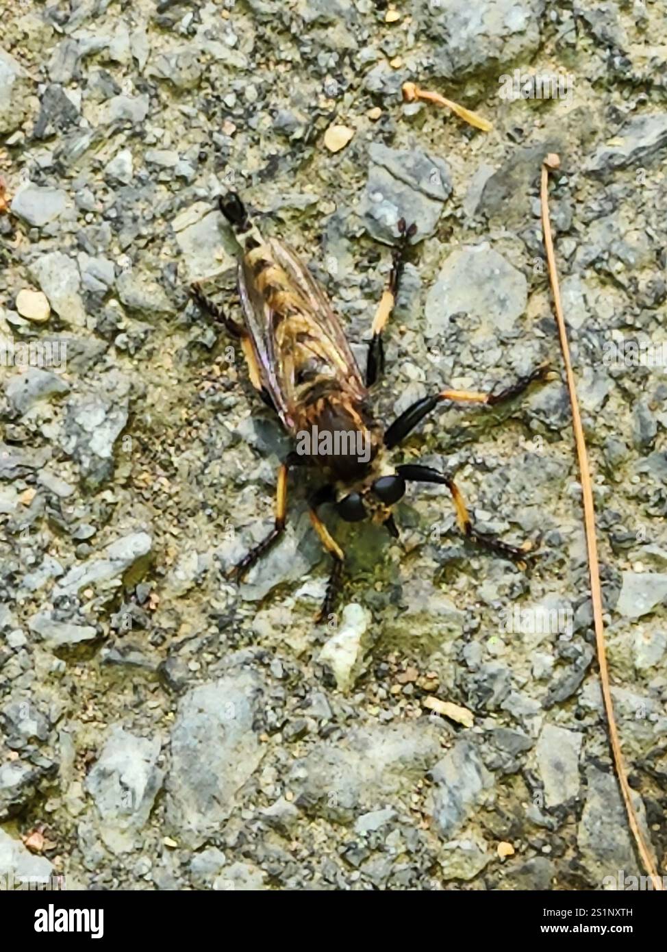 Red-footed Cannibal Fly (Promachus rufipes Stock Photo - Alamy