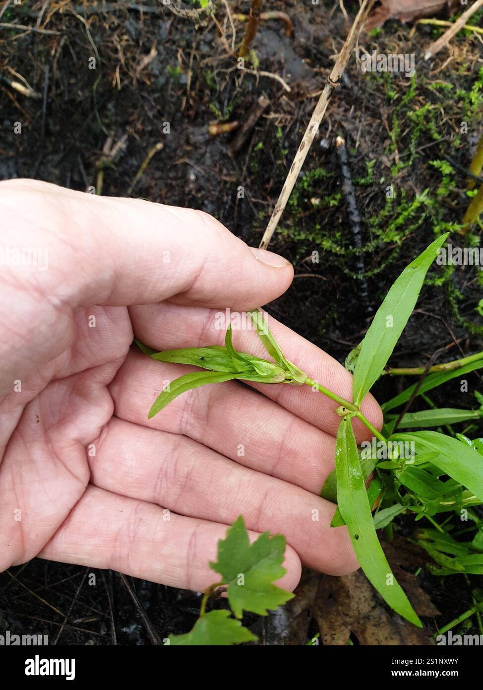 Marsh Speedwell (Veronica scutellata Stock Photo - Alamy