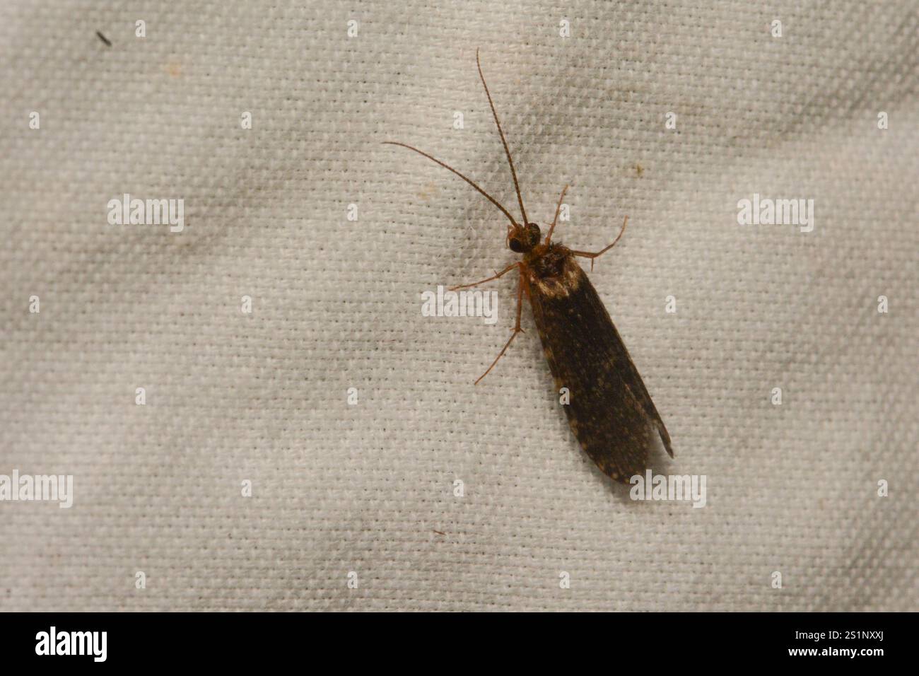 Tube Maker Caddisflies (Polycentropodidae Stock Photo - Alamy