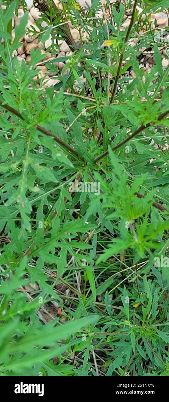common ragweed (Ambrosia artemisiifolia Stock Photo - Alamy