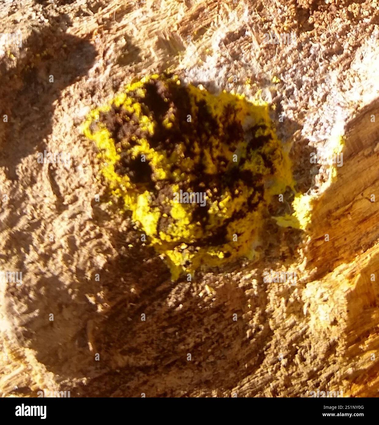 Dog Vomit Slime Mold (Fuligo septica Stock Photo - Alamy