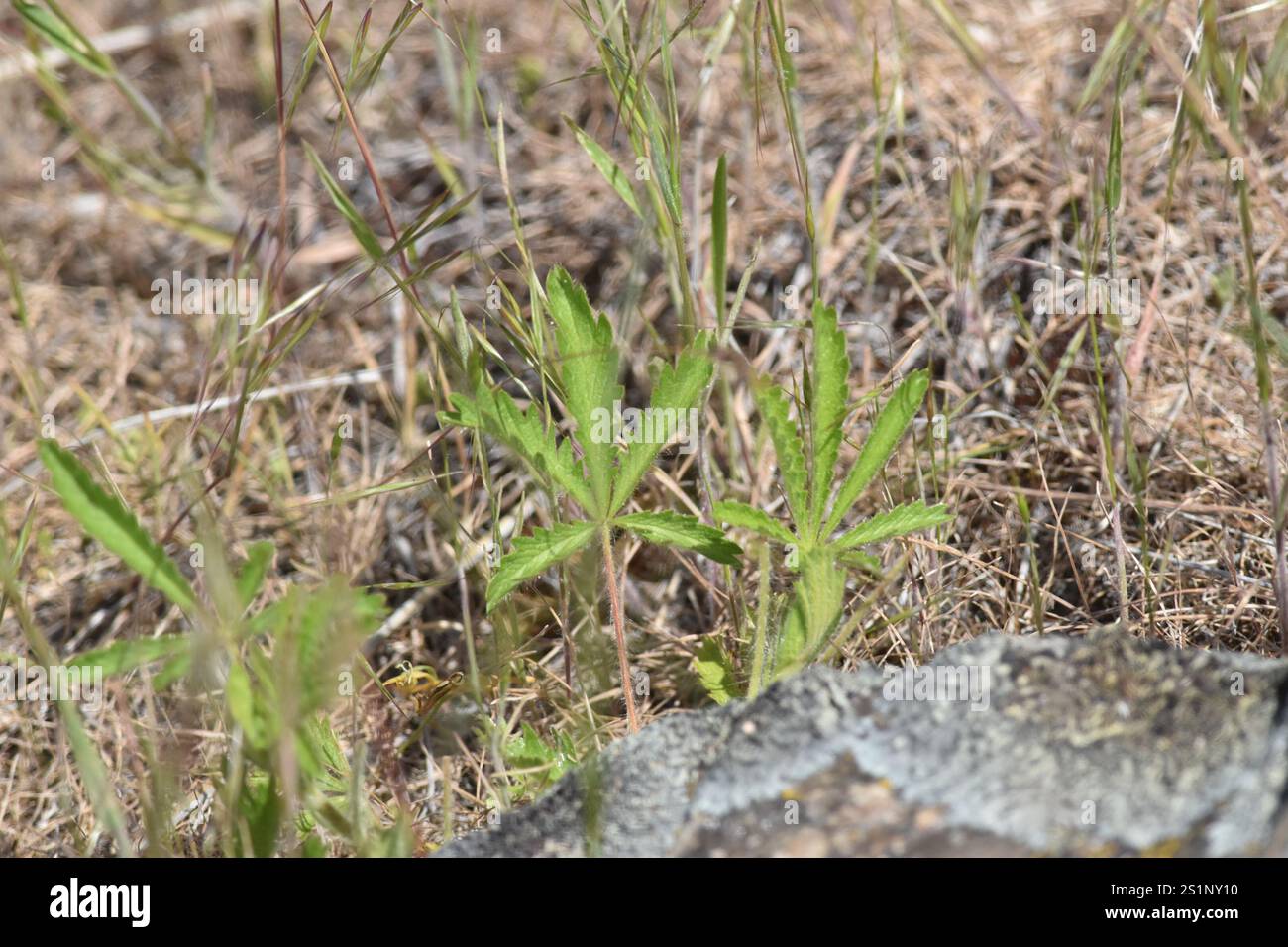 sulphur cinquefoil (Potentilla recta Stock Photo - Alamy